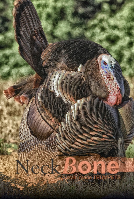 Entry #230 - John Neck